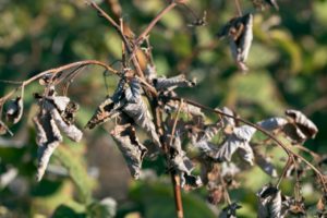 5 Common Photinia Growing Problems | Horticulture.co.uk