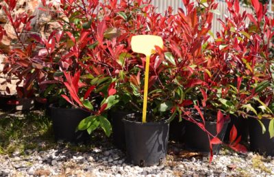 Keep On Top Of Vigorous Photinia If Growing In Pots - Experts Share How ...