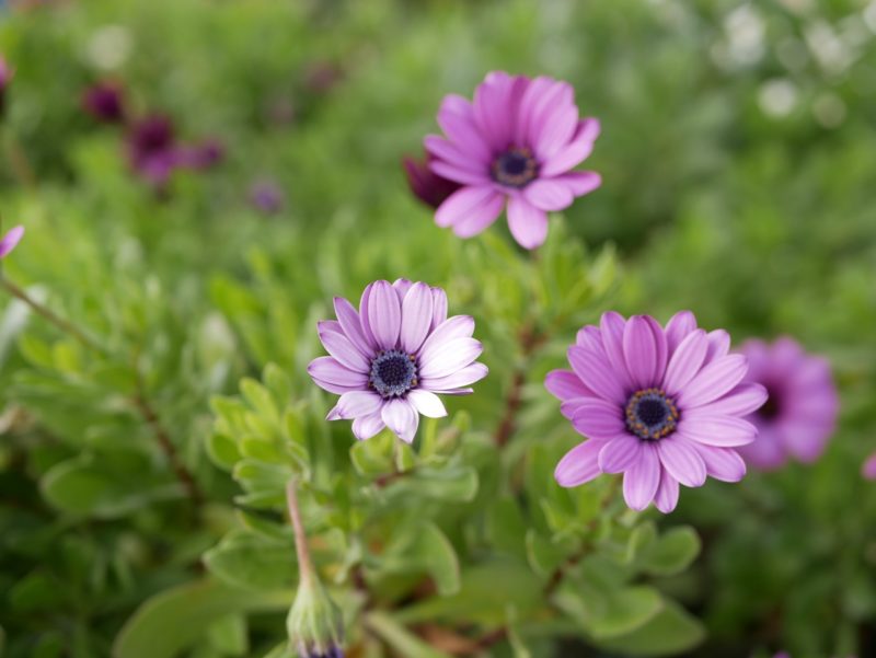 40 Daisy-Like Flowers With Growing Tips From RHS Gold Medalist Juliet ...