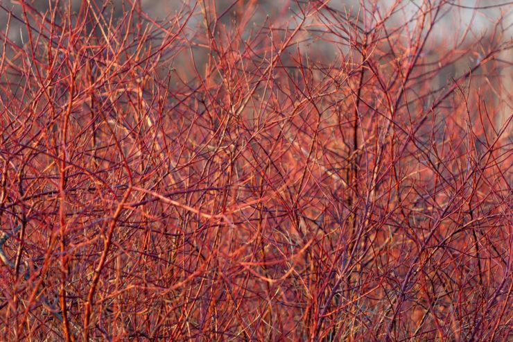 These Plants With Red Stems Make For A Captivating Garden Design ...