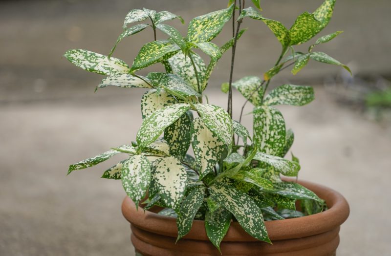 Mollie Brown Chooses 10 Plants With Spotted Leaves You Simply Have To ...