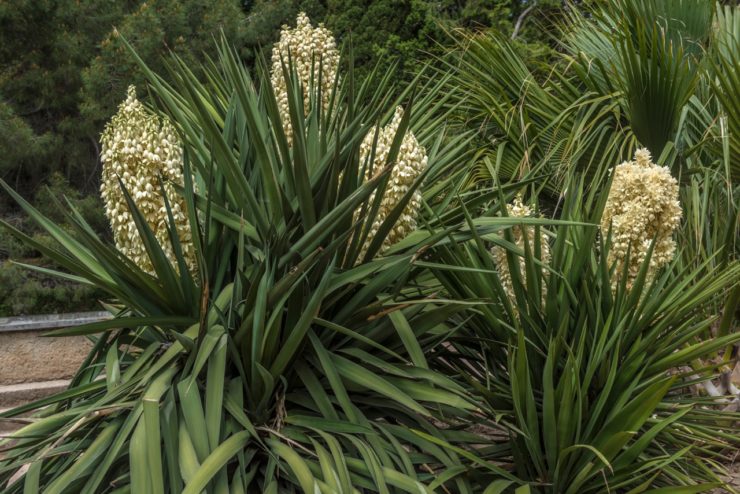 8 Yucca Varieties - Tender & Hardy | Horticulture.co.uk