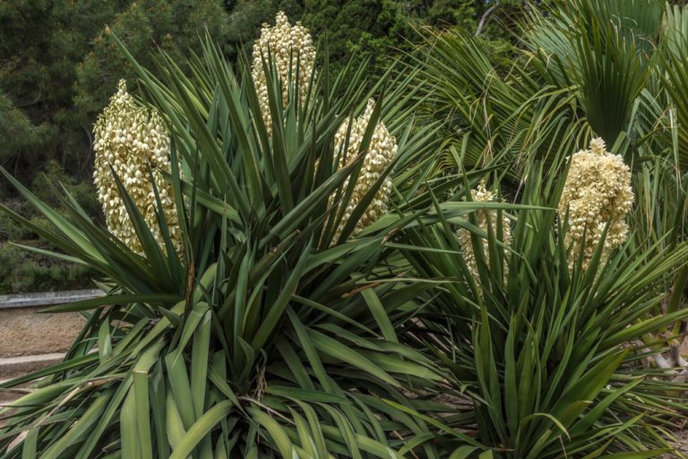 8 Yucca Varieties - Tender & Hardy | Horticulture.co.uk