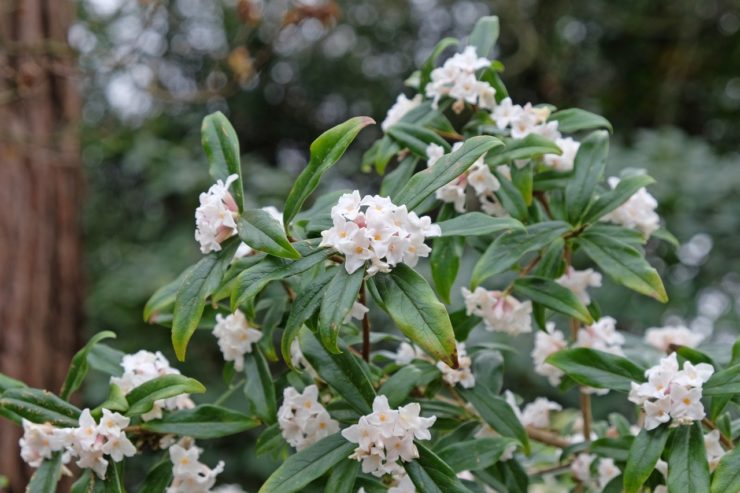 Gardener's Advice For Growing Daphne: 'Plant It Somewhere You'll Walk ...