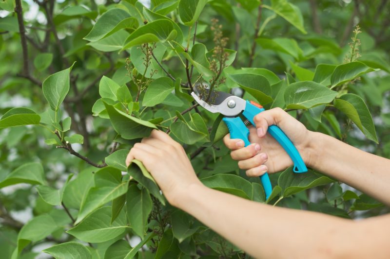 Here's How You Can Propagate Lilac Through Suckers, Cuttings Or ...