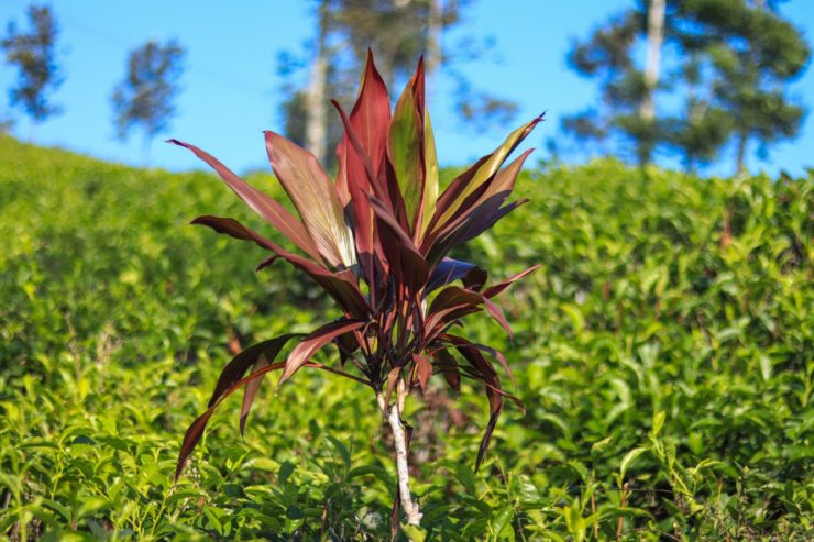 How To Propagate Cordyline - 5 Methods | Horticulture.co.uk