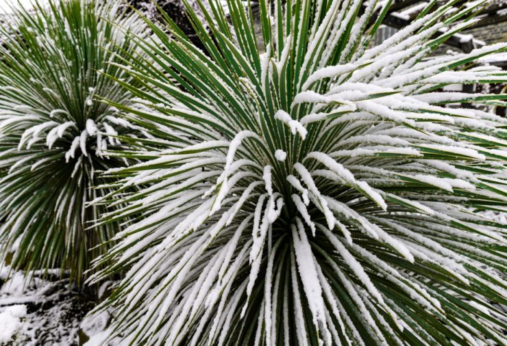 Hardy Yuccas Can Generally Grow Outside Year-Round - But Winter Wet Can ...