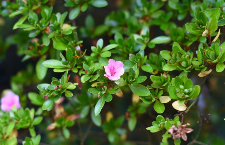 Here Are 15 Easy-To-Care-For Shrubs That Are Evergreen And Ornamental ...