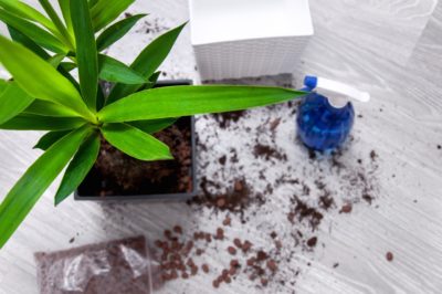 Dying Yucca Plant? Check These 3 Important Factors As Potential Causes ...