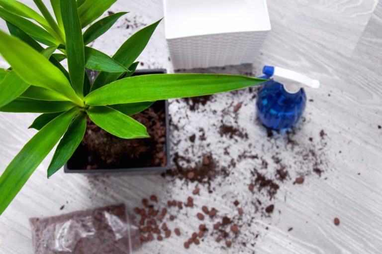 Dying Yucca Plant? Check These 3 Important Factors As Potential Causes ...