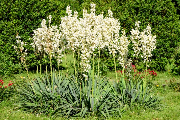 Preventing Root Rot In Yucca: Start With The Conditions In The Soil And ...