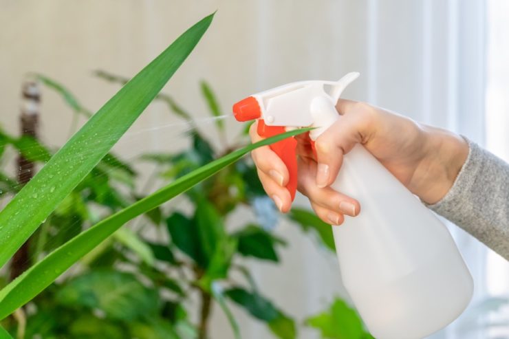 Don't Overwater Yucca: 'Remember These Species Are Adapted To Arid ...