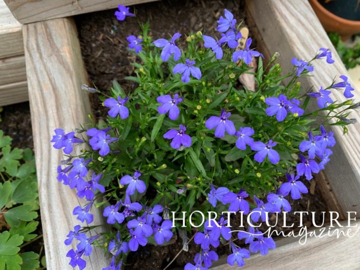 Can You Grow Lobelia In Pots? Yes - Try These Cultivars With A Rich ...