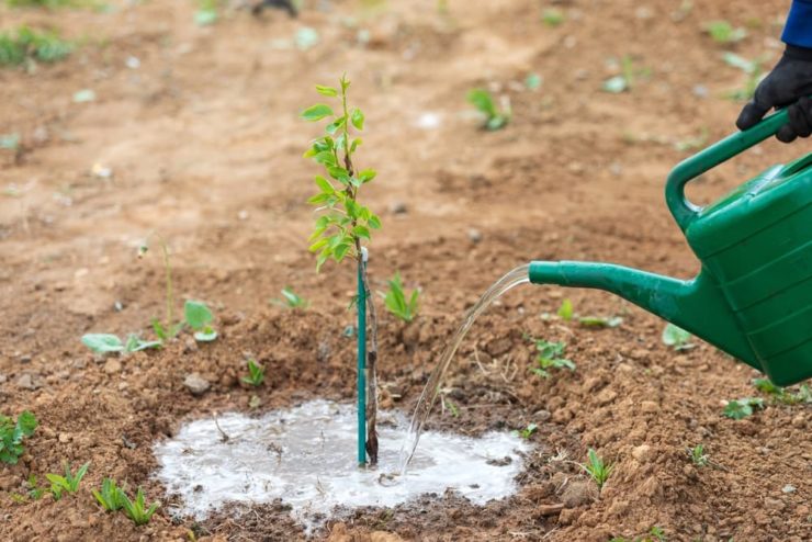 How To Grow A Pear Tree | Horticulture Magazine