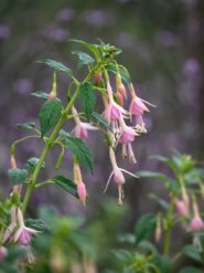Hardy Fuchsia Societies Share Their Growing Tips For Getting The Most ...