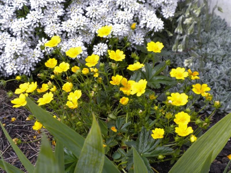 Potted Potentilla Can Be Planted Out Immediately By Following These 5 ...