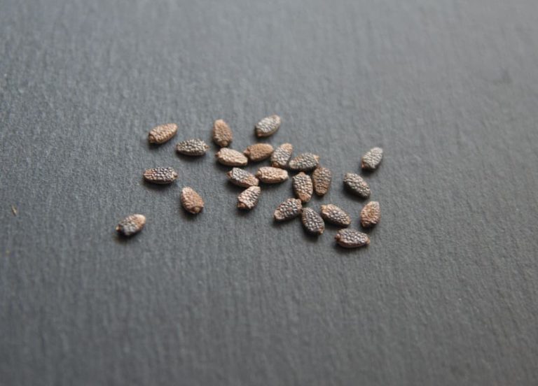 Growing 'Exotic And Extraordinary' Passionflower With Breeder Myles ...