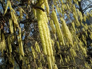 Corkscrew Willow: Grow This Contorted Tree For Its Twisted Stems And ...