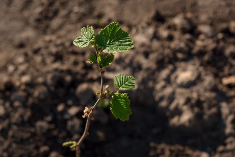 Growing Hazelnut Tree - 'If I Could Recommend Just One Native Tree ...