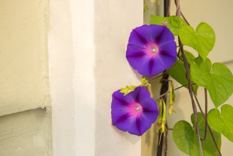 Why And How To Grow Morning Glory - There Can Be Some Confusion With ...