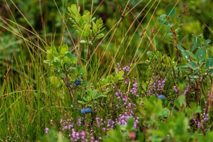 Blueberry Shrubs: Nursery Owner Lorraine Summers Shares Her Tips For ...