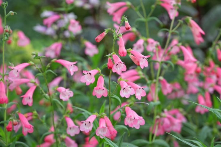 How To Grow Penstemon Including Common Varieties And Problems To Watch ...