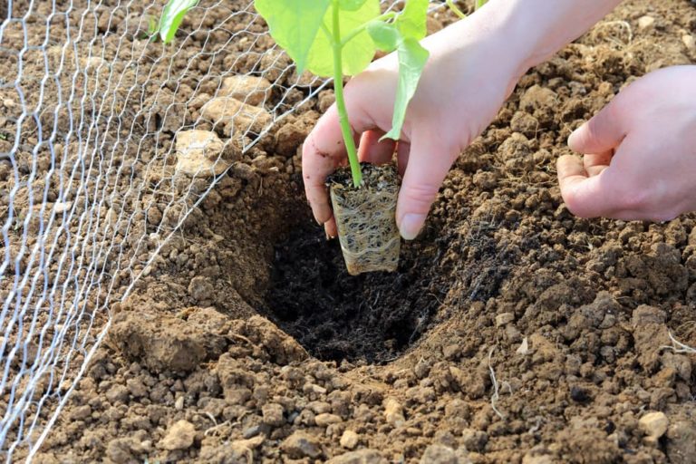 How To Plant & Grow Runner Beans | Horticulture.co.uk