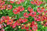 How To Grow & Care For Heleniums | Horticulture Magazine