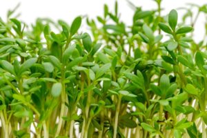 How To Grow Cress - Perfect For Children's Activities Or A Windowsill ...