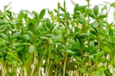 How To Grow Cress - Perfect For Children's Activities Or A Windowsill ...