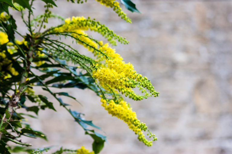 Horticulturists Share How To Prune Mahonia For Open Form, Bushiness Or ...