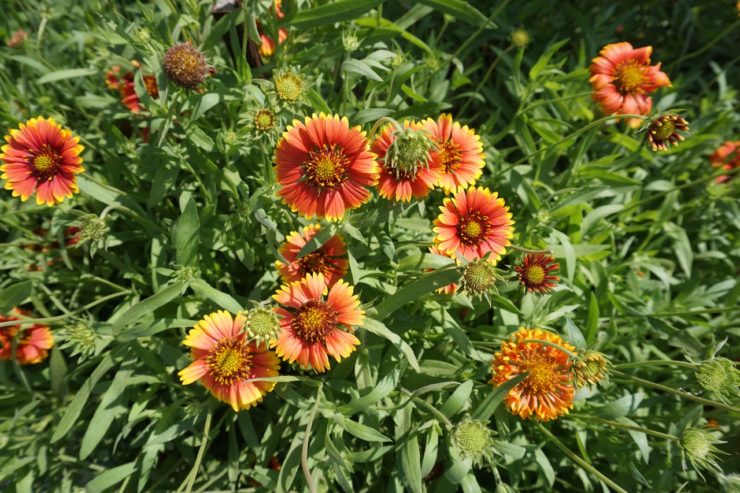 Coral, Peach And Apricot Flowers - Here Are 35 Ornate Orange Perennials ...