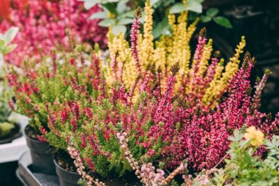 Grow Heather In Pots - It Allows You To Better Control The Acidity And ...