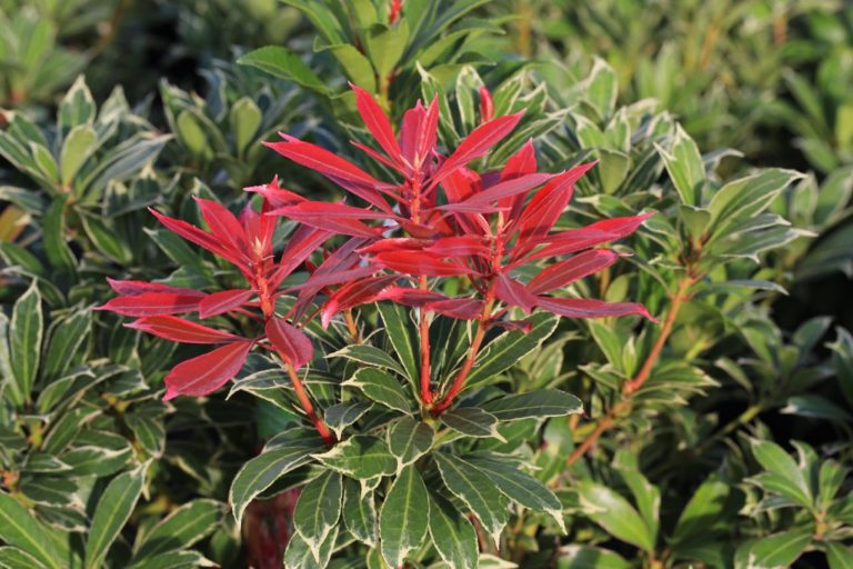 15 Award-Winning Pieris Varieties To Grow | Horticulture.co.uk