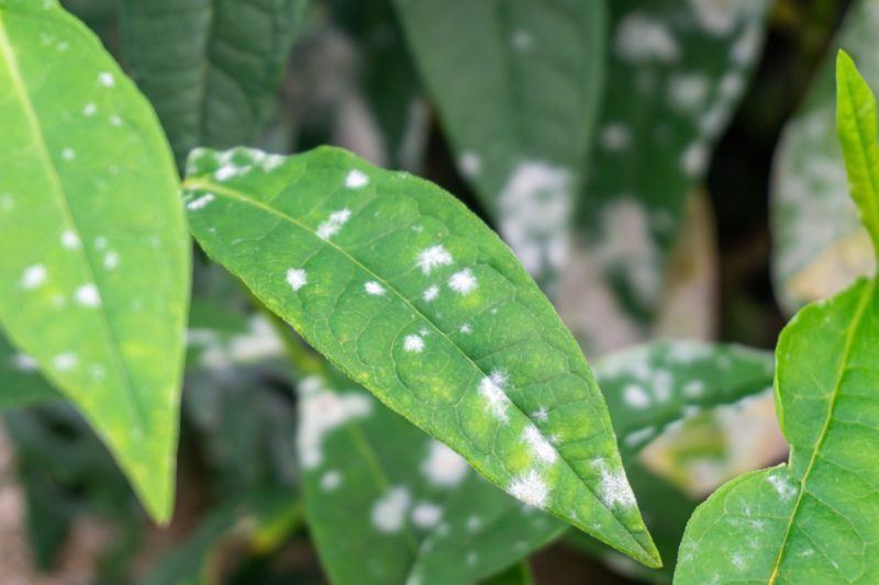 From Fireblight To Root Rot - Here's 5 Common Photinia Growing Problems ...