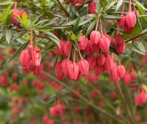 35 Plants With Bell-Shaped Flowers | Horticulture.co.uk