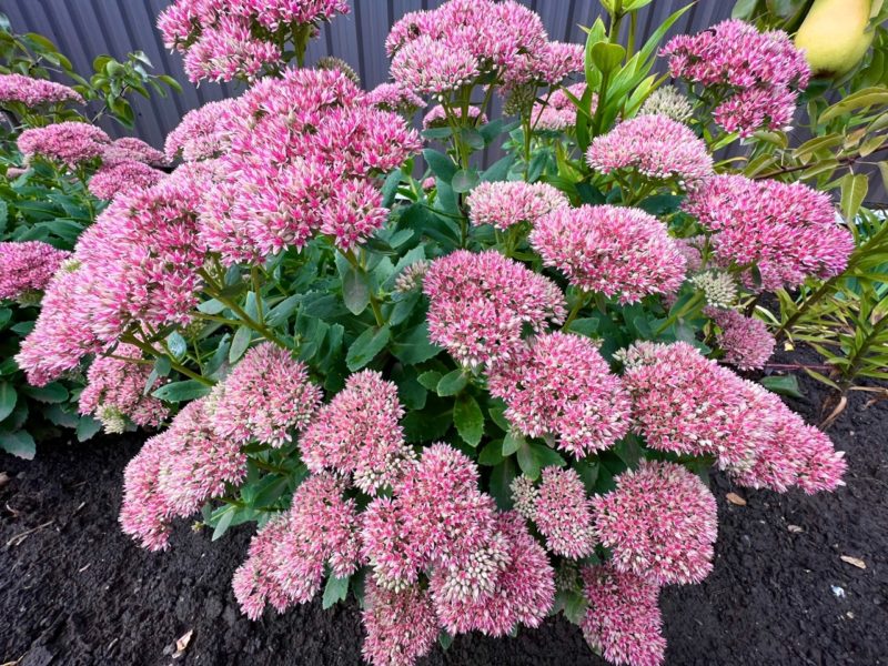 50 Plants That Flower In May | Horticulture Magazine