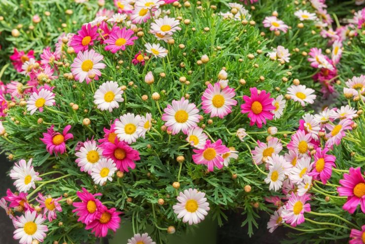 40 Daisy-Like Flowers With Growing Tips From RHS Gold Medalist Juliet ...