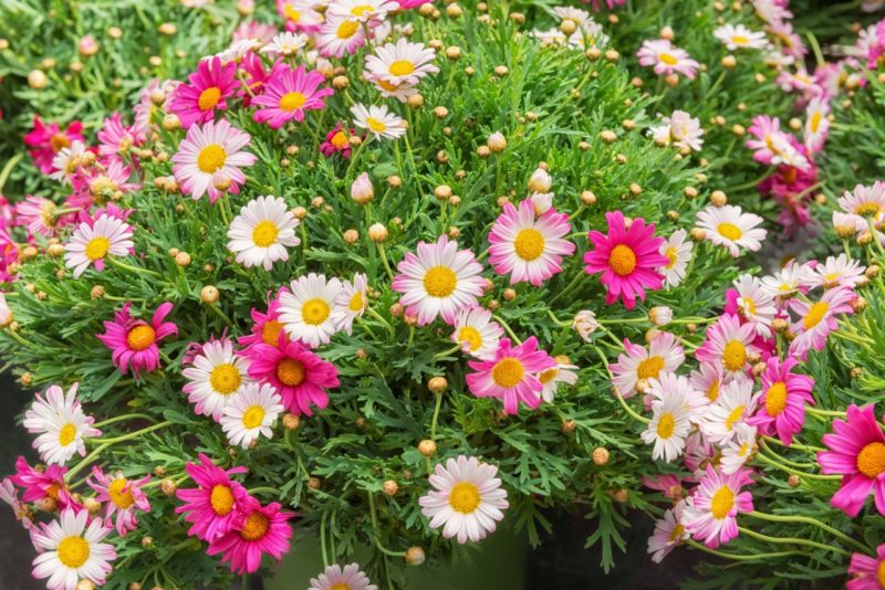40 Daisy-Like Flowers With Growing Tips From RHS Gold Medalist Juliet ...
