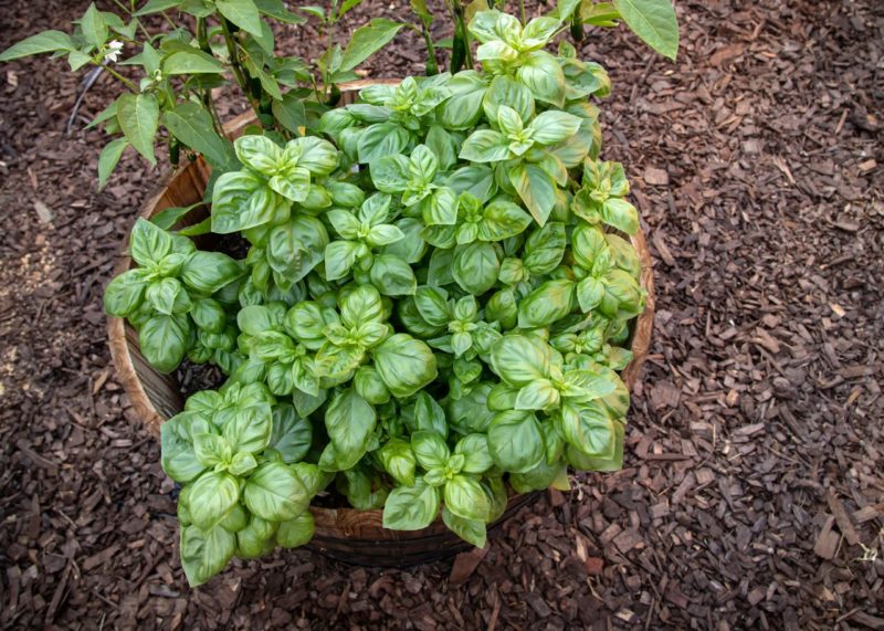 Growing In Barrels? Horticulturist Recommends These Plants Will Thrive ...