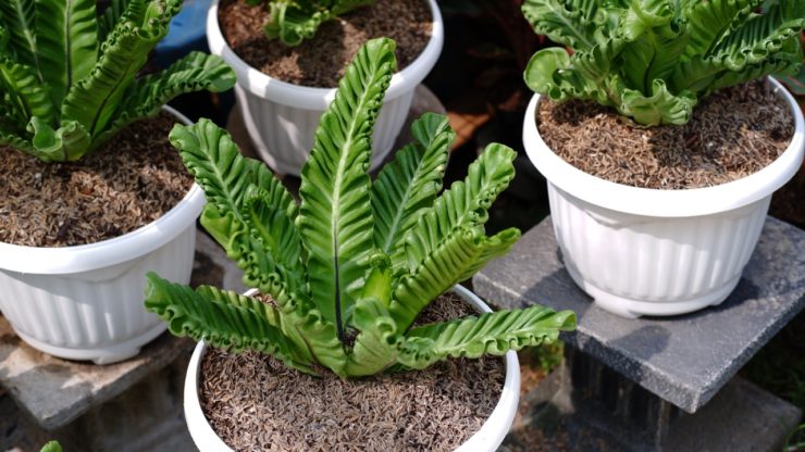 Growing Bird's Nest Fern As Houseplants? Don't Ignore These Guidelines ...