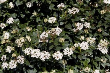 How To Grow Laurustinus Shrubs With Advice From Viburnum Expert Gary ...