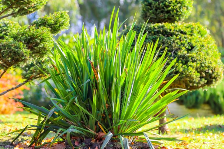 Cultivation, Fungal And Pest Issues Can Sometimes Affect Yuccas - These ...