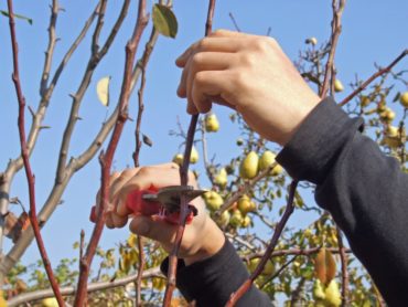 Prune Your Pear Tree When Dormant In Winter, It Helps Establish A Good ...