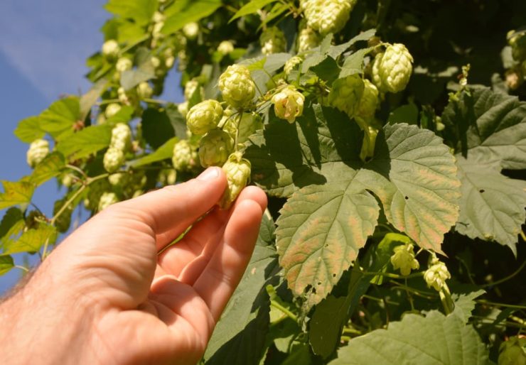 Hops Should Be Harvested At Just The Right Time Depending On Their Use ...