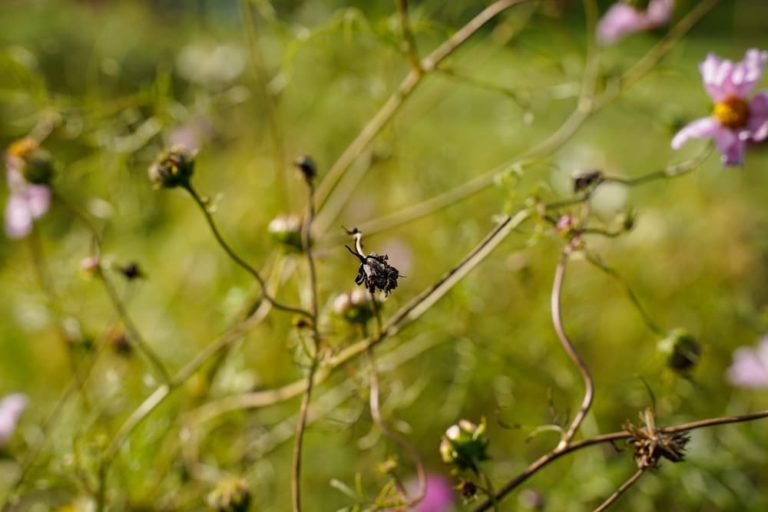 Cosmos Plant Care & Growing Tips | Horticulture.co.uk