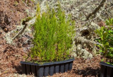 Erica Arborea 'Tree Heather' Care & Growing | Horticulture