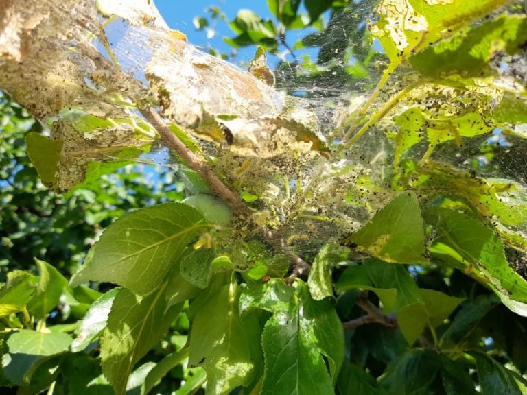 Damsons Are Often Overlooked - Why You Should Grow This Fruit Tree In ...