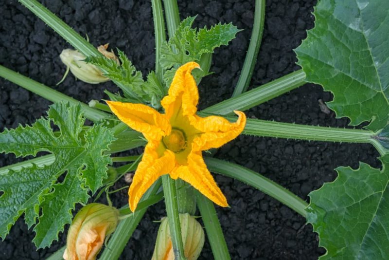 Follow These Guidelines When Growing Marrows For A Bumper Harvest ...
