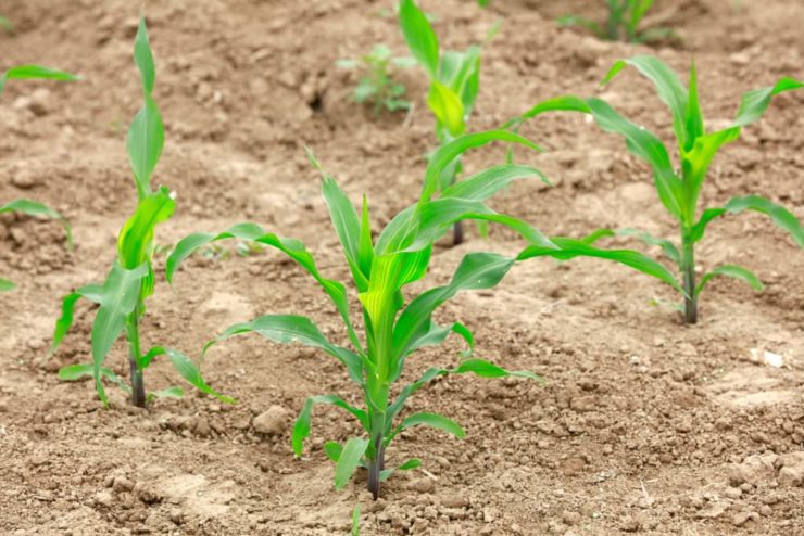 Growing And Harvesting Sweetcorn In The Garden - 'Only Grow One Variety ...